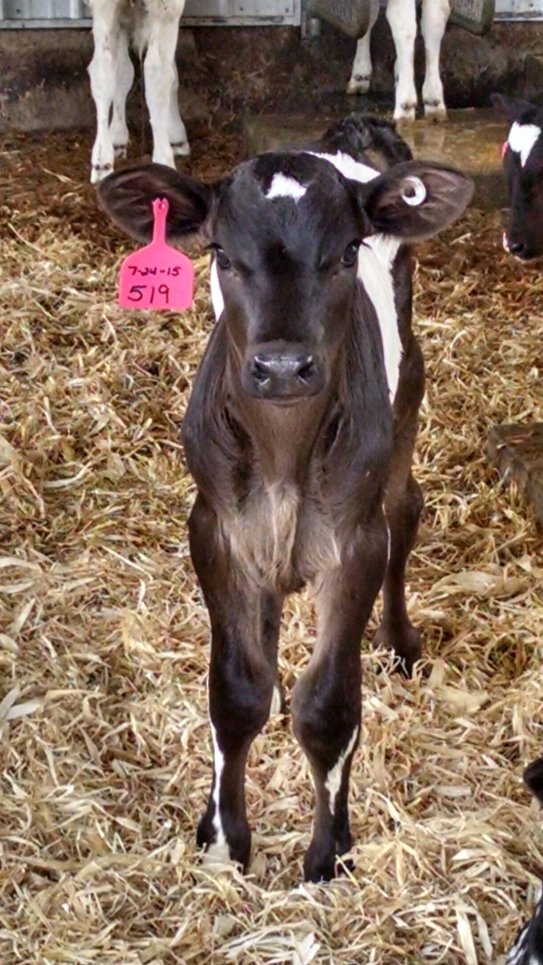 Calf Feeders Bandr Dairy